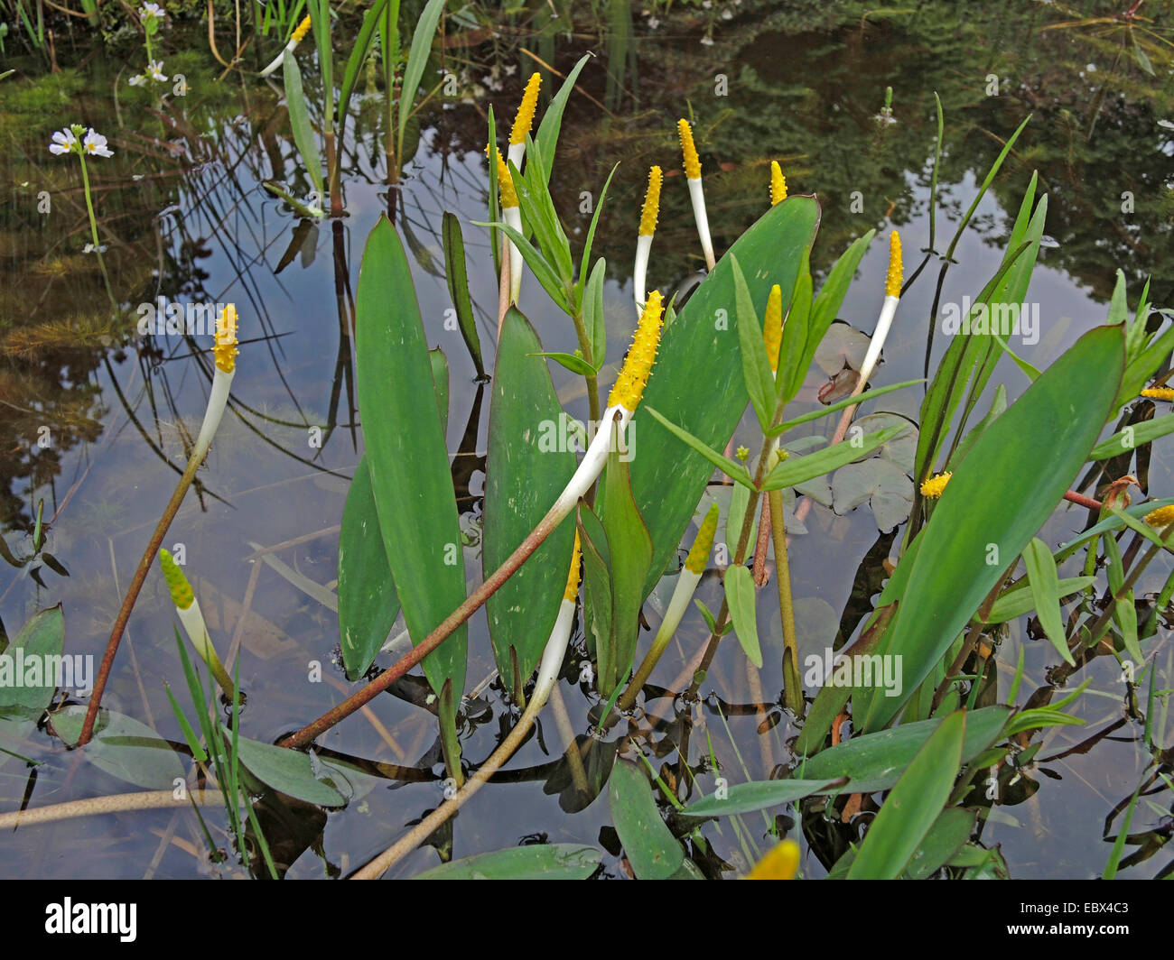 Orontium acquatico immagini e fotografie stock ad alta risoluzione - Alamy