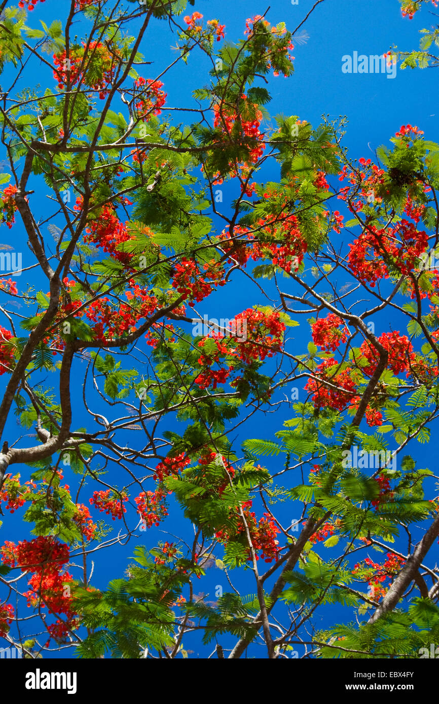Royal Poinciana, Flame Tree (Delonix regia), filiale di fioritura ...