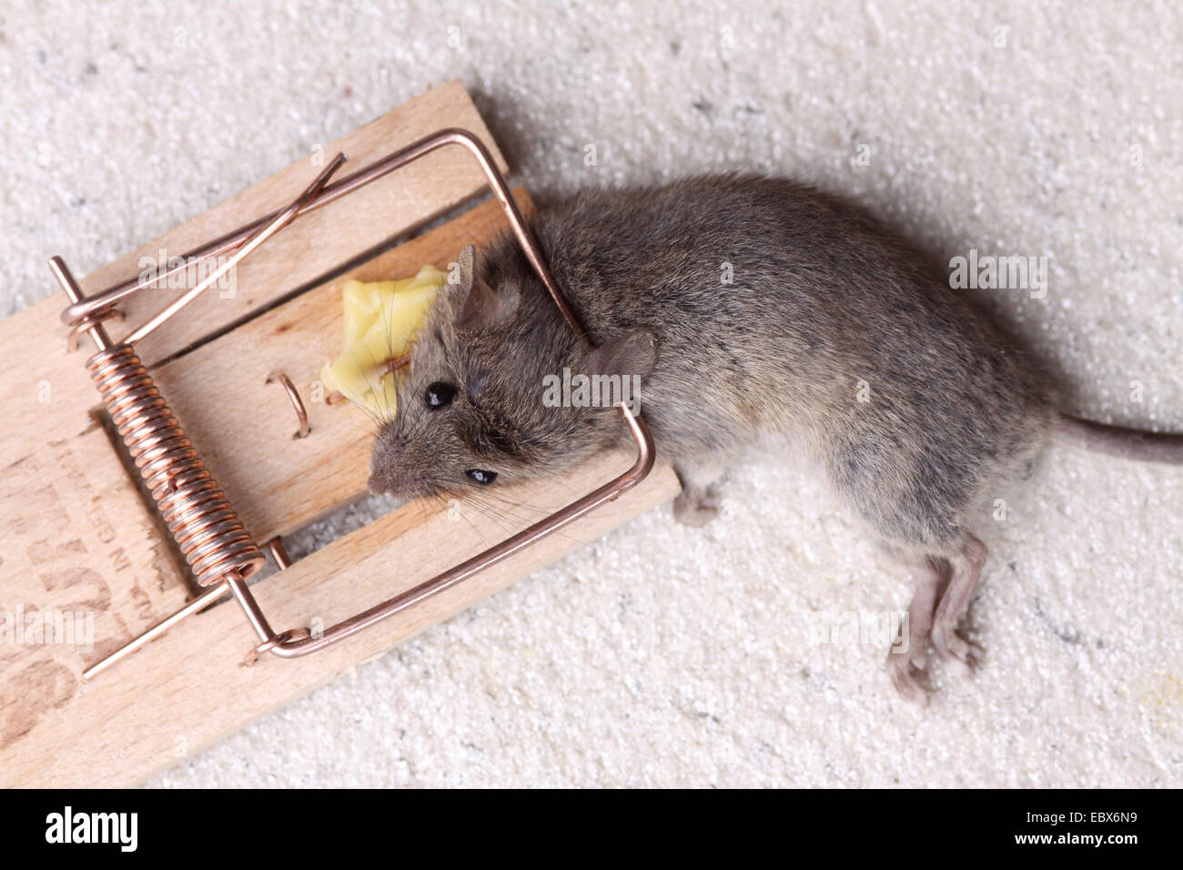 Casa mouse (Mus musculus), topo morto in un mousetrap Foto stock - Alamy