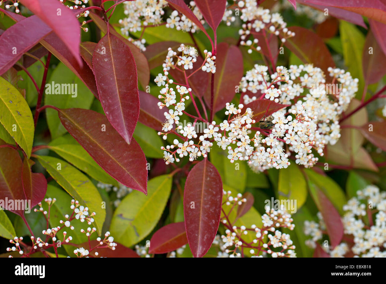 Fraser photinia (Photinia x fraseri " Red Robin', Photinia x fraseri ...