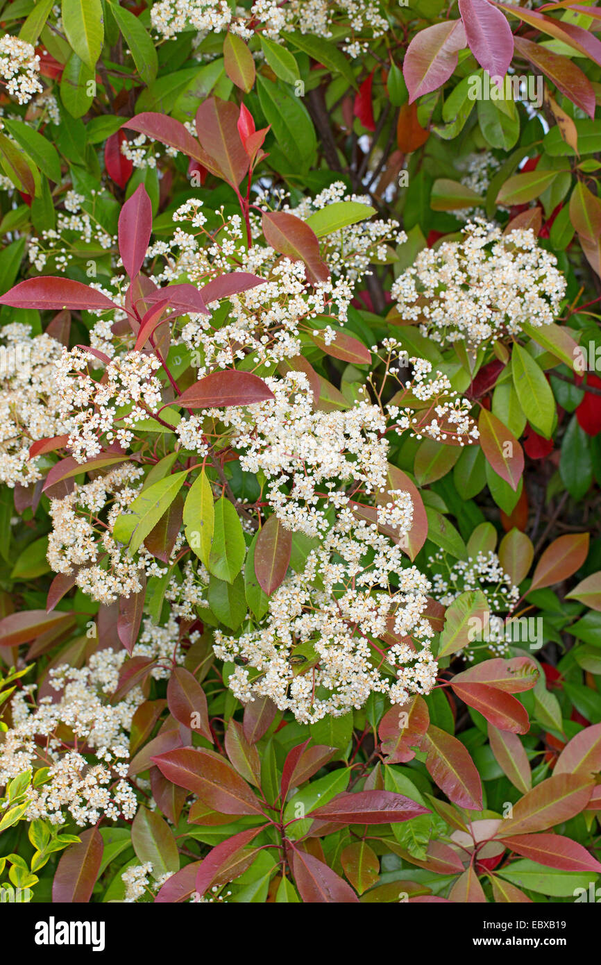 Fraser photinia (Photinia x fraseri " Red Robin', Photinia x fraseri ...