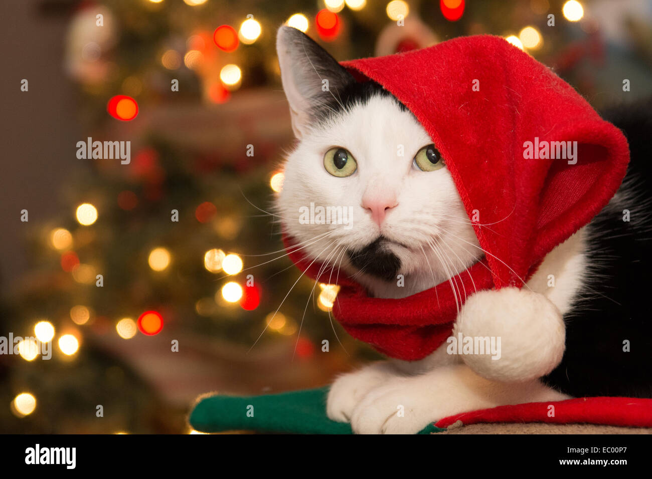 Gatto con cappello di natale immagini e fotografie stock ad alta ...