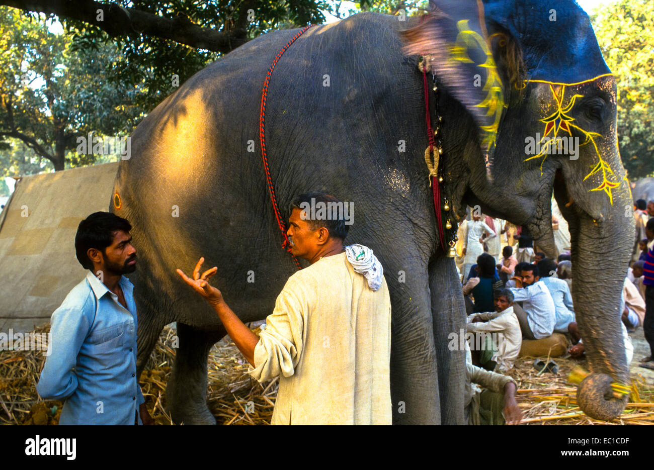 Animali india immagini e fotografie stock ad alta risoluzione - Alamy