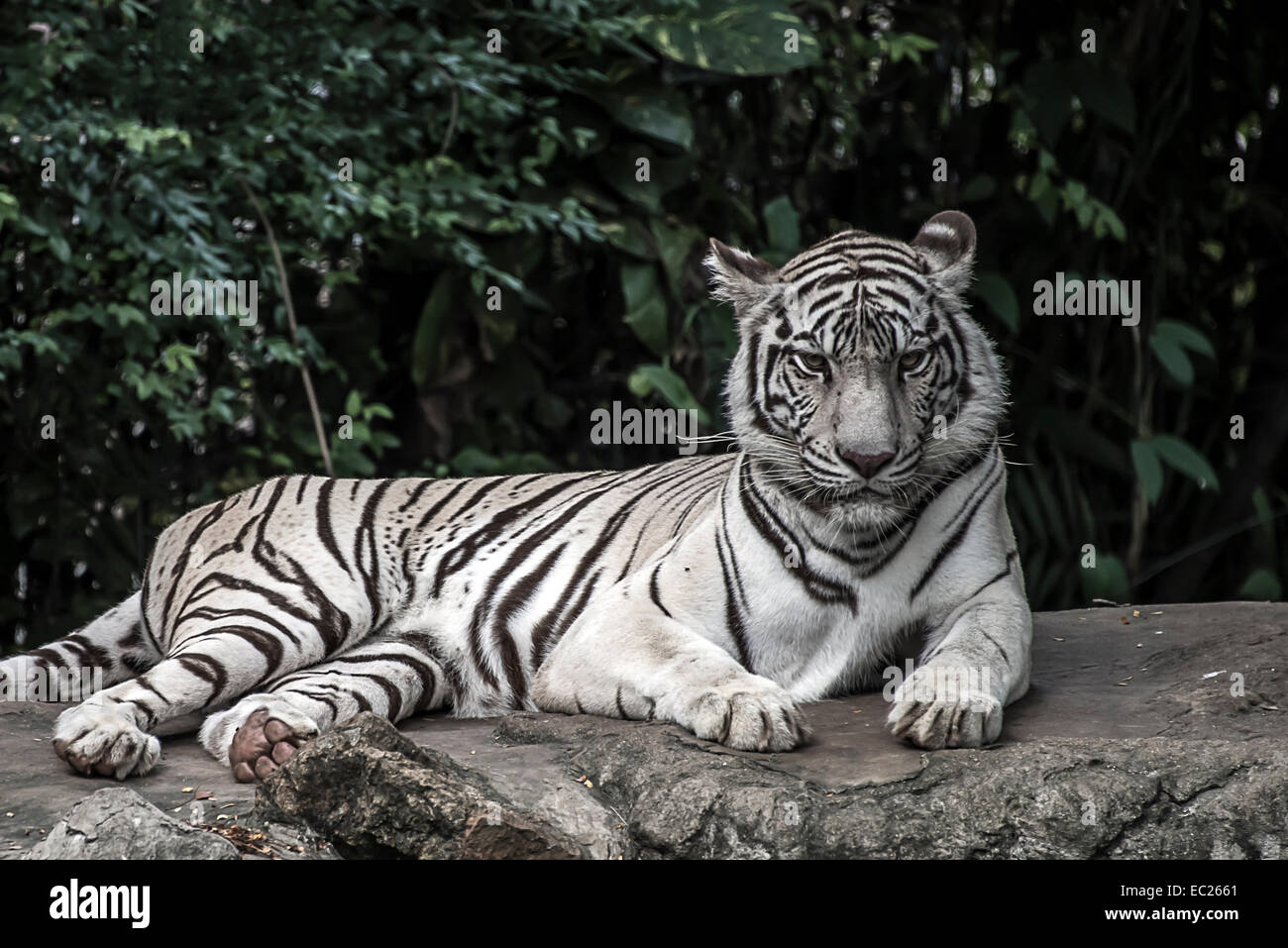 Faccia di tigre bianca immagini e fotografie stock ad alta risoluzione ...