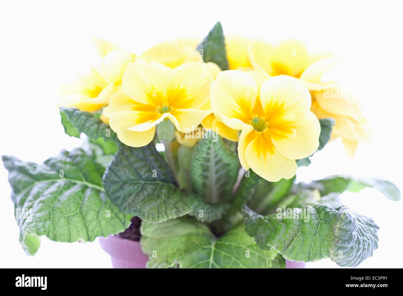 Botanica delle primule immagini e fotografie stock ad alta risoluzione ...