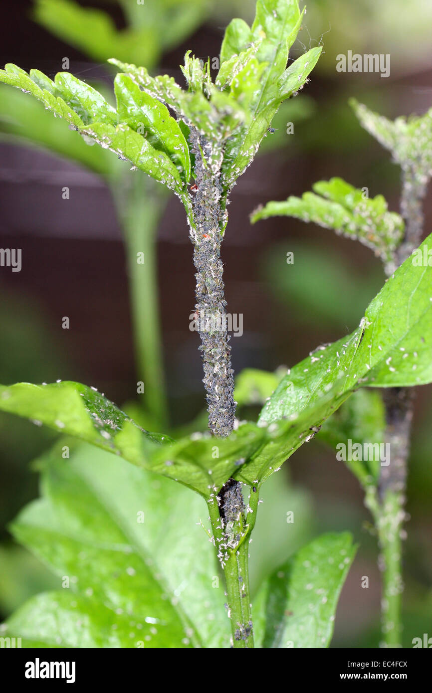 Pianta pidocchi immagini e fotografie stock ad alta risoluzione - Alamy