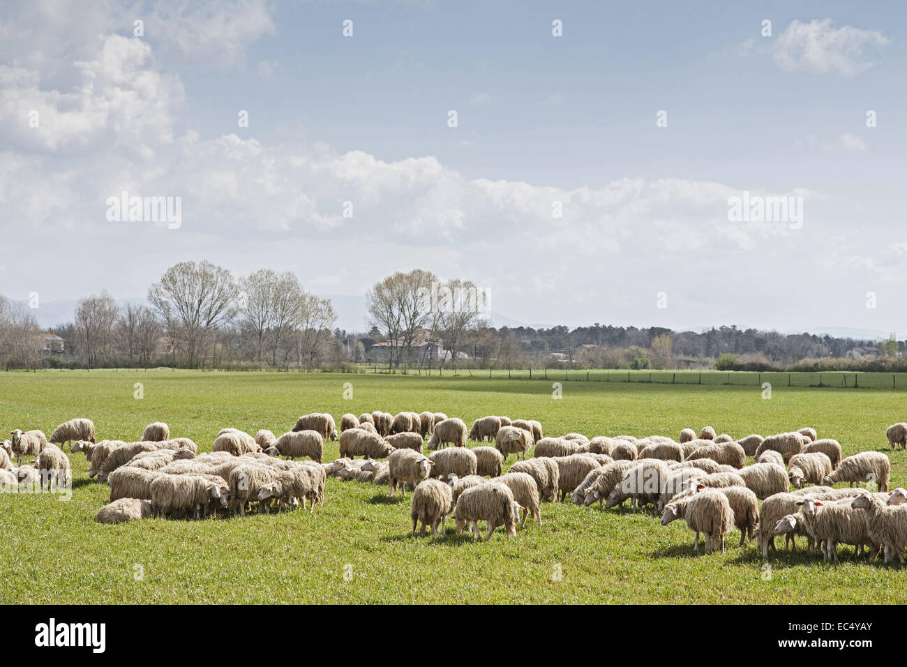 Gregge di pecore a creta immagini e fotografie stock ad alta ...