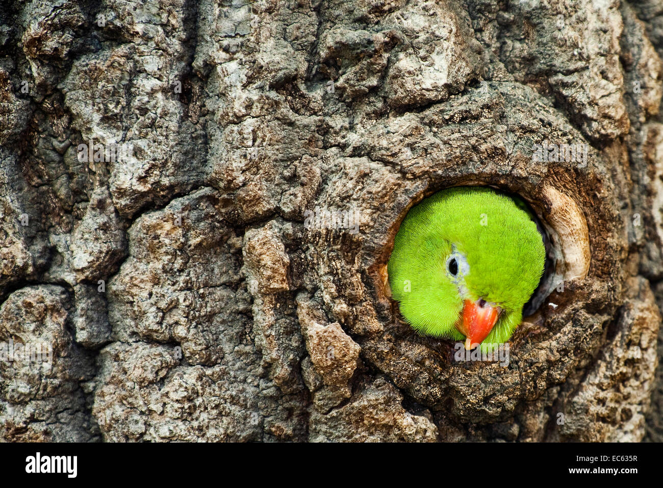 Taranta agapornis immagini e fotografie stock ad alta risoluzione - Alamy