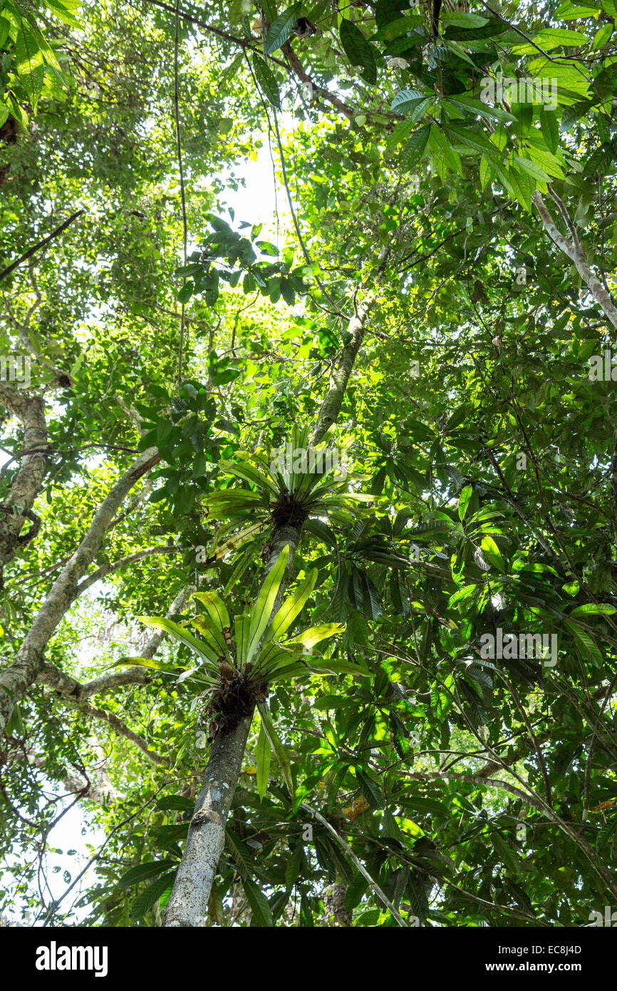 Epiphyte rainforest forest immagini e fotografie stock ad alta ...