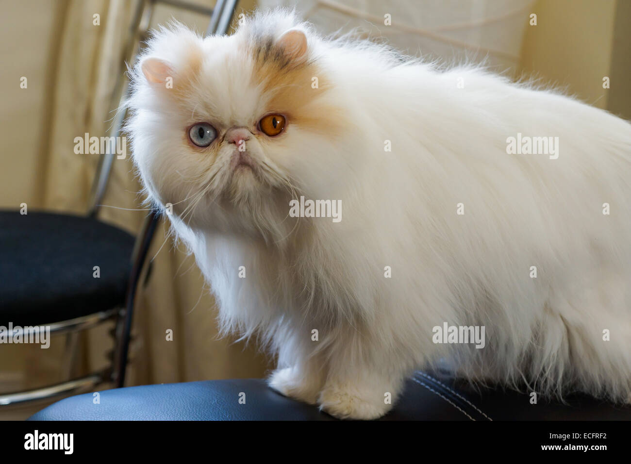 Gatto persiano bianco immagini e fotografie stock ad alta risoluzione ...