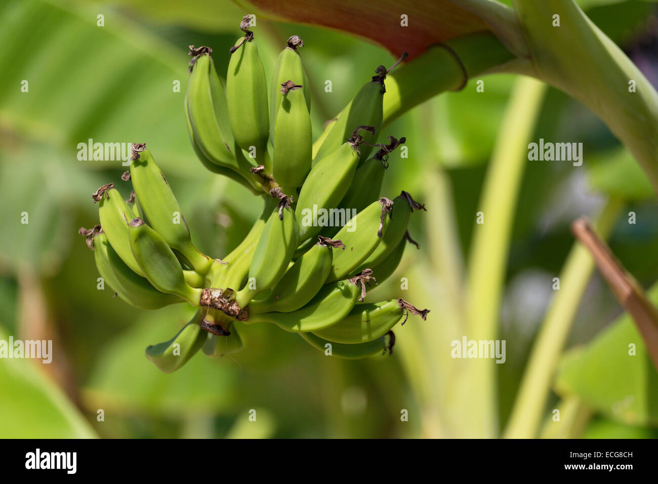 Alberi di banane con frutti immagini e fotografie stock ad alta ...