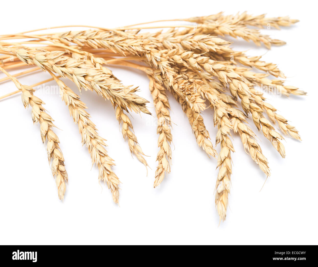 Spighe e grano di segale Immagini senza sfondo e Foto Stock ritagliate ...