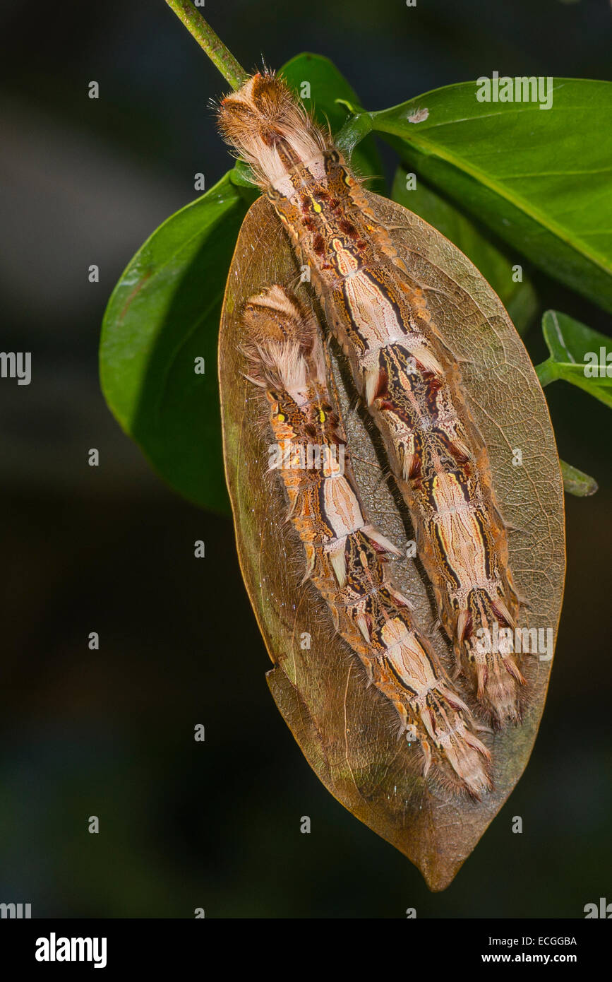 Butterfly larvas immagini e fotografie stock ad alta risoluzione - Alamy