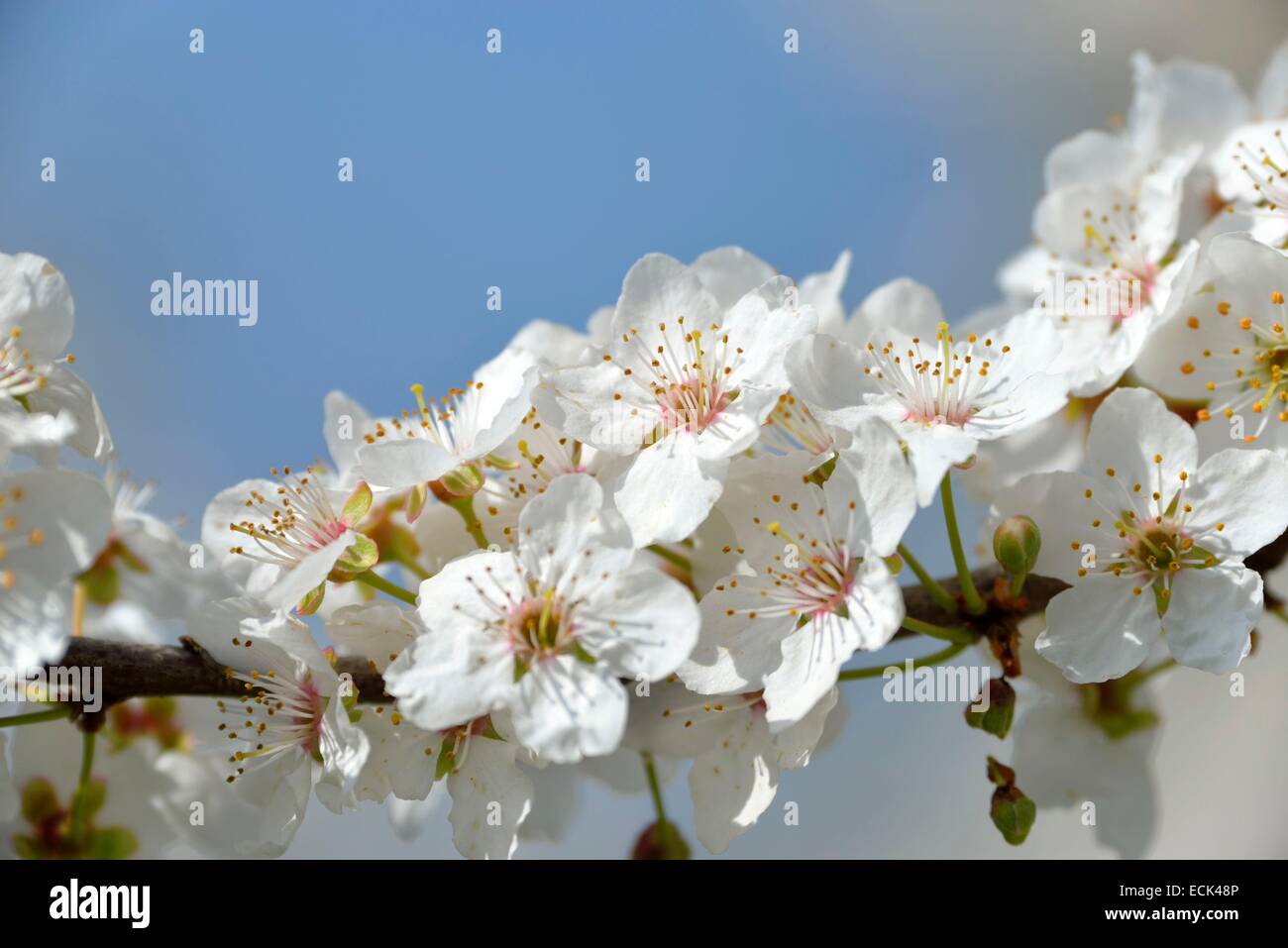 Spina di allan immagini e fotografie stock ad alta risoluzione - Alamy