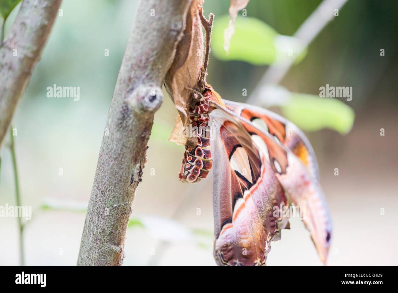 Falena gigante immagini e fotografie stock ad alta risoluzione - Alamy