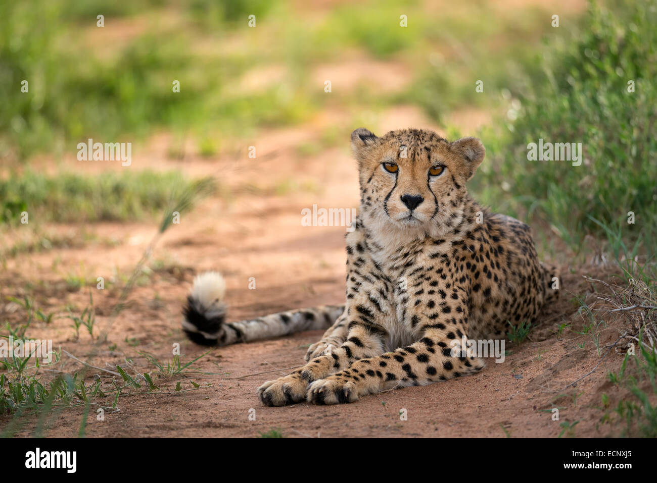 Ghepardo della tanzania immagini e fotografie stock ad alta risoluzione ...