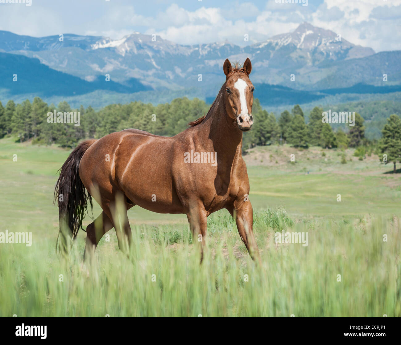 Stallone da cavallo immagini e fotografie stock ad alta risoluzione - Alamy