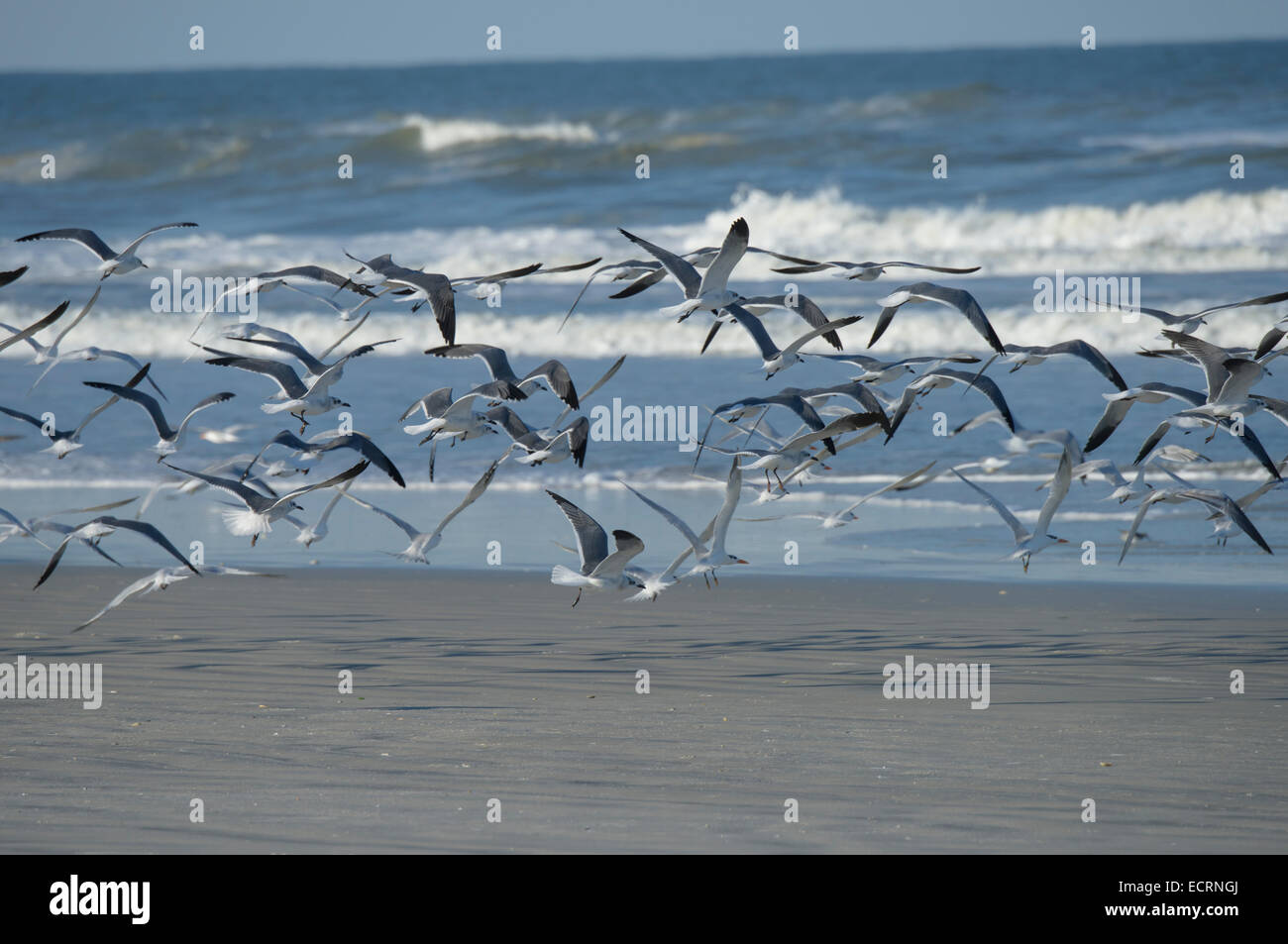 Gabbiani Di Mare Uccelli Marini Immagini e Fotos Stock - Alamy