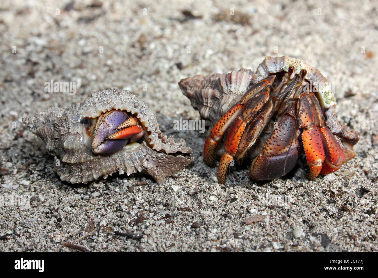 Granchi di terra immagini e fotografie stock ad alta risoluzione - Alamy