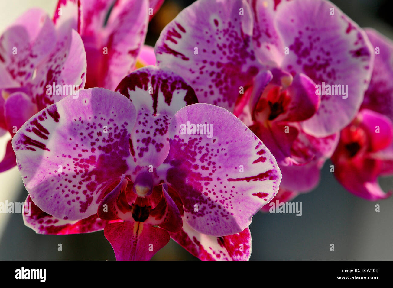 Ramo di orchidea immagini e fotografie stock ad alta risoluzione - Alamy