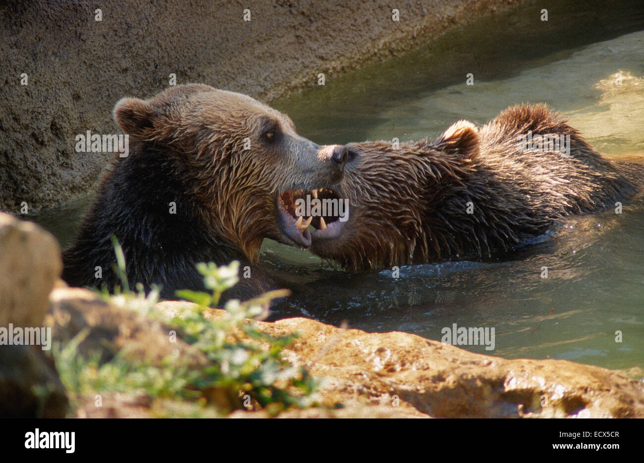 Italia mammifero mammiferi animali animali roberto nistri orizzontale ...