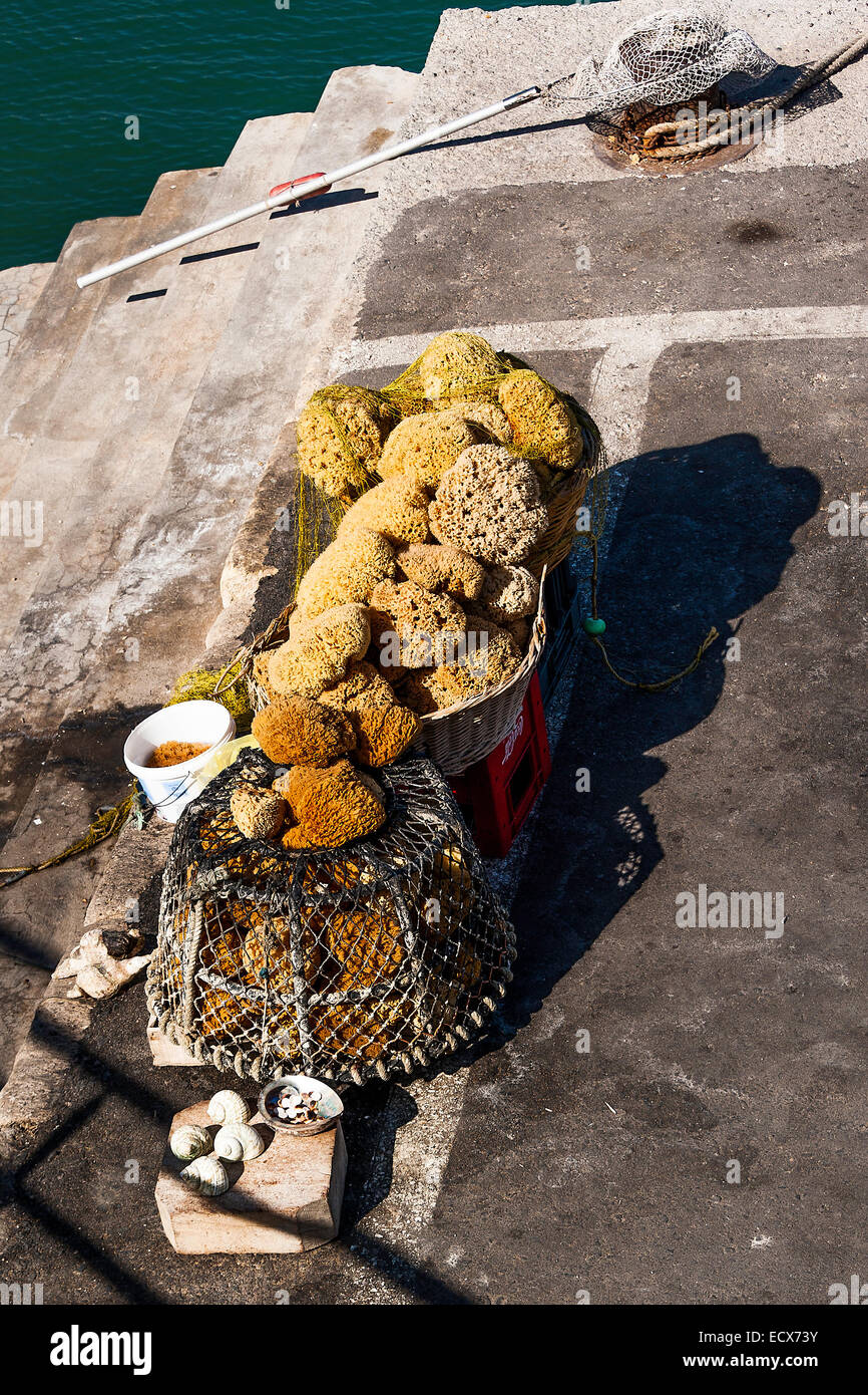 Spugna di mare immagini e fotografie stock ad alta risoluzione - Alamy