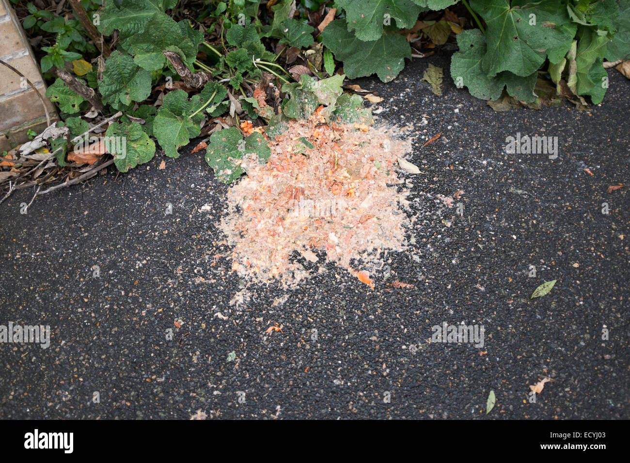 Pila di vomito sulla strada. Londra, Regno Unito Foto stock - Alamy