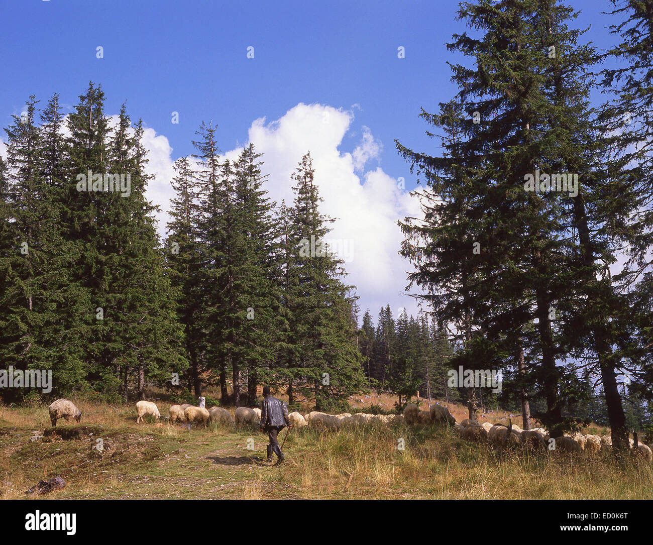 Pastore con le pecore immagini e fotografie stock ad alta risoluzione ...