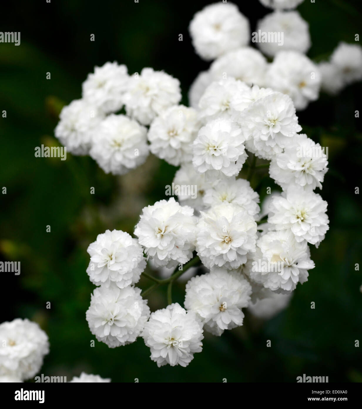 Achillea ptarmica the pearl immagini e fotografie stock ad alta ...