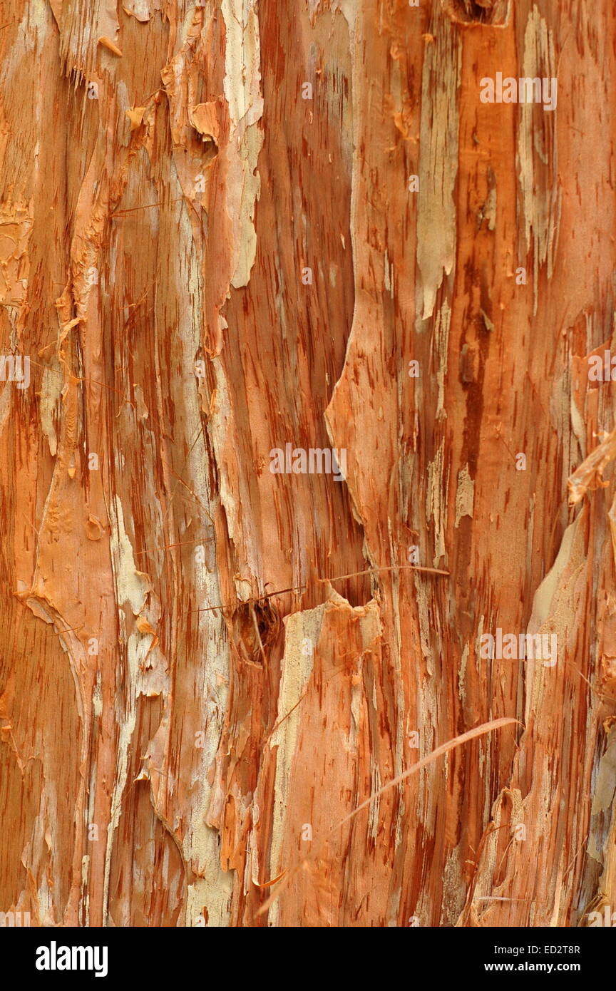 Bosco di paperbark tropicale immagini e fotografie stock ad alta ...