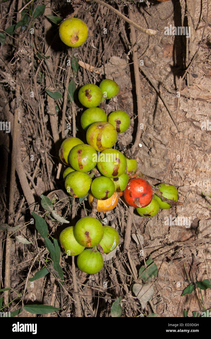 Ficus glomerata immagini e fotografie stock ad alta risoluzione - Alamy