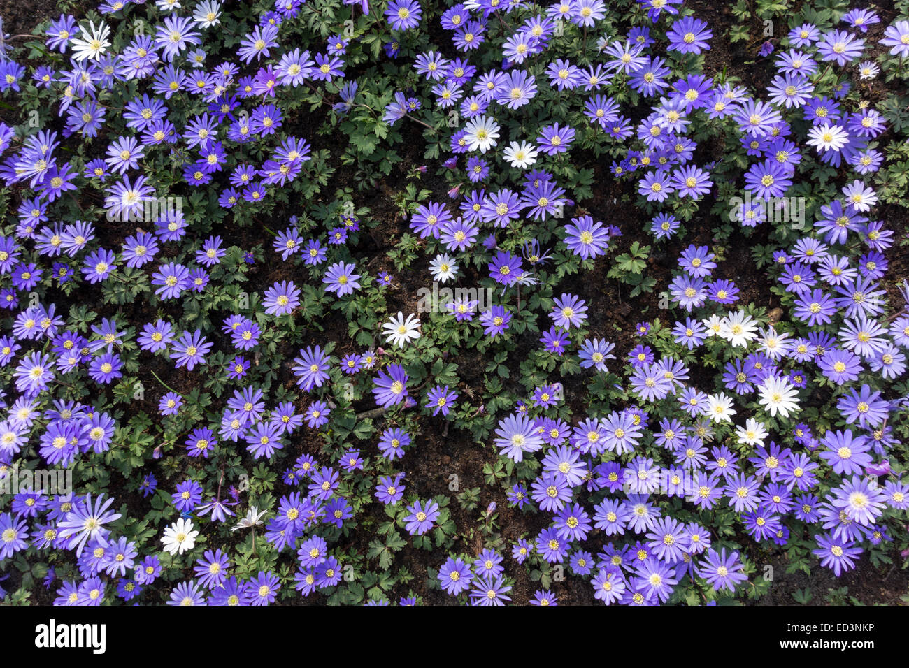 Anemone blanda blue shades immagini e fotografie stock ad alta ...