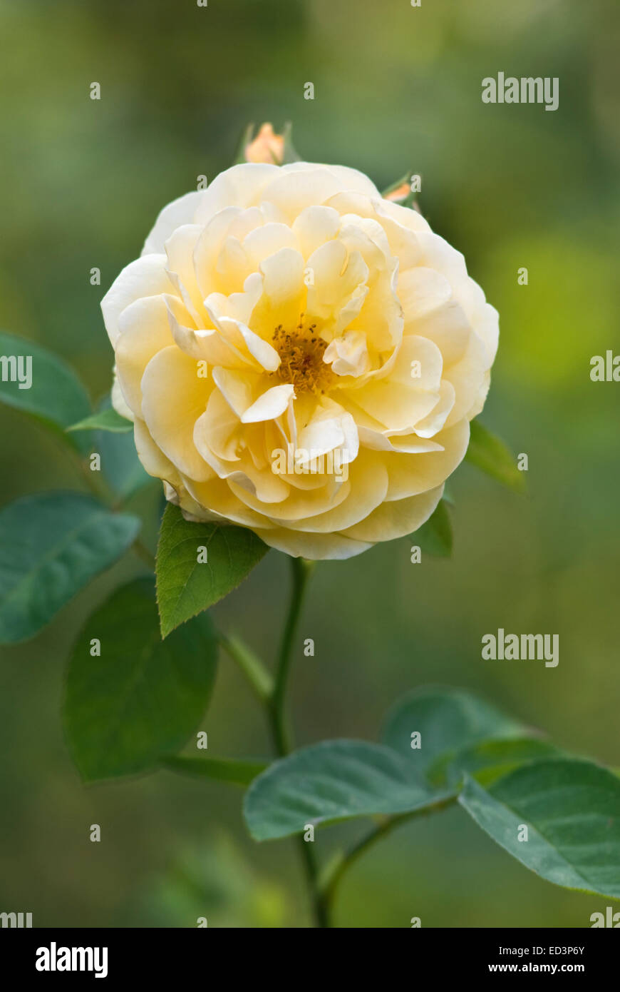 Graham thomas rose immagini e fotografie stock ad alta risoluzione - Alamy