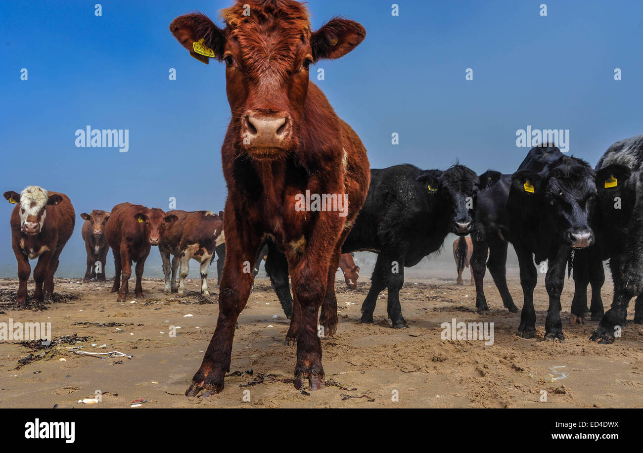 Spiaggia delle mucche immagini e fotografie stock ad alta risoluzione ...