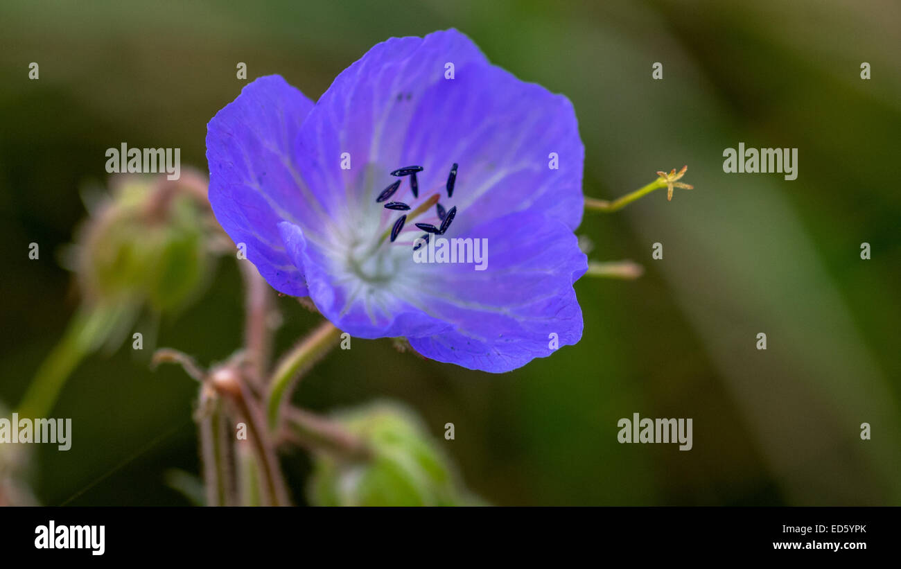 Geranio selvatico immagini e fotografie stock ad alta risoluzione - Alamy