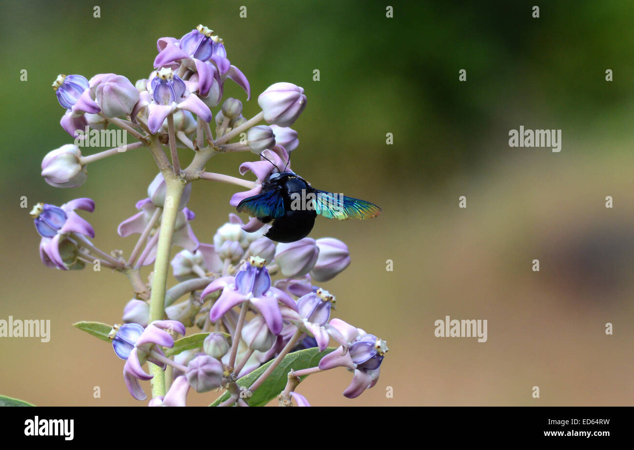 Ape nera immagini e fotografie stock ad alta risoluzione - Alamy