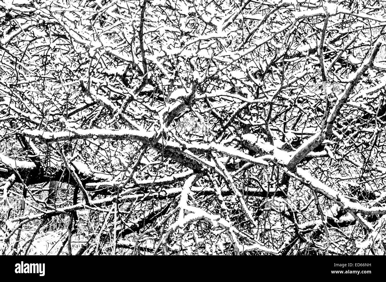 Albero innevato Foto e Immagini Stock in Bianco e Nero - Alamy