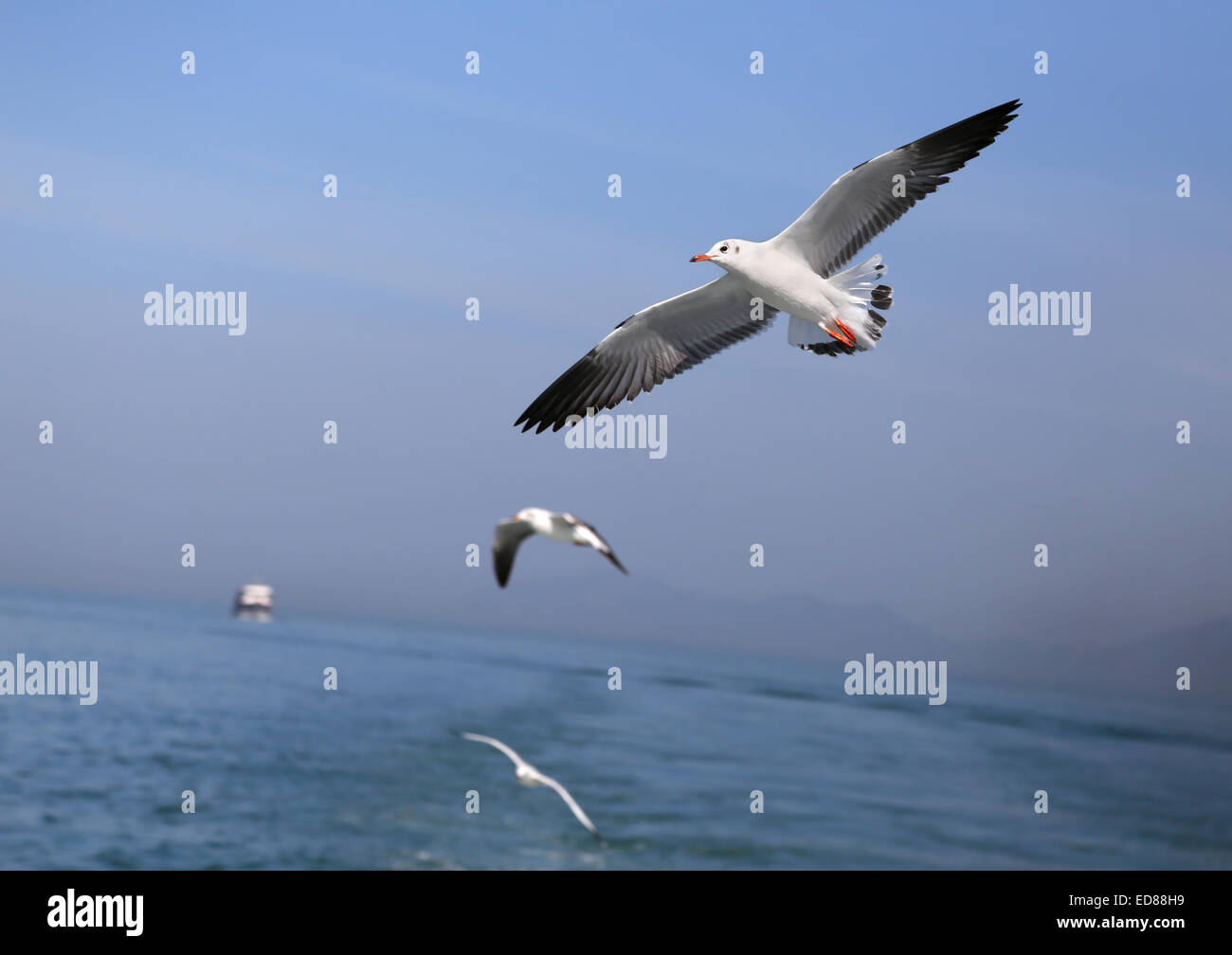 Gabbiani gabbiani gabbiani gabbiani al mare in volo immagini e ...