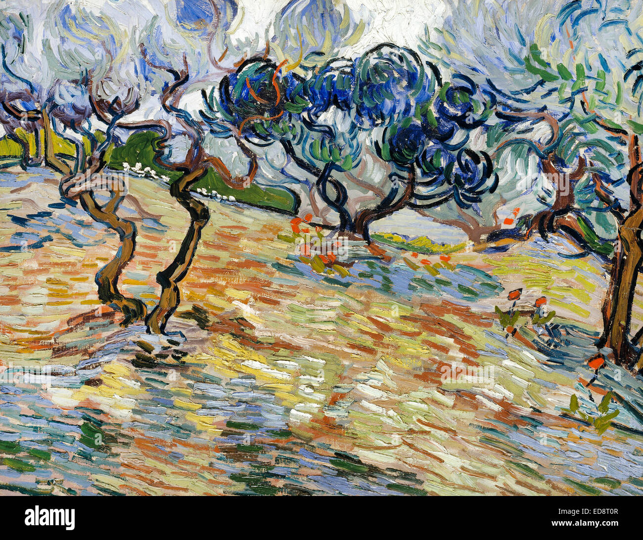 Vincent van Gogh, Ulivi 1889 olio su tela. Galleria Nazionale di Scozia ...