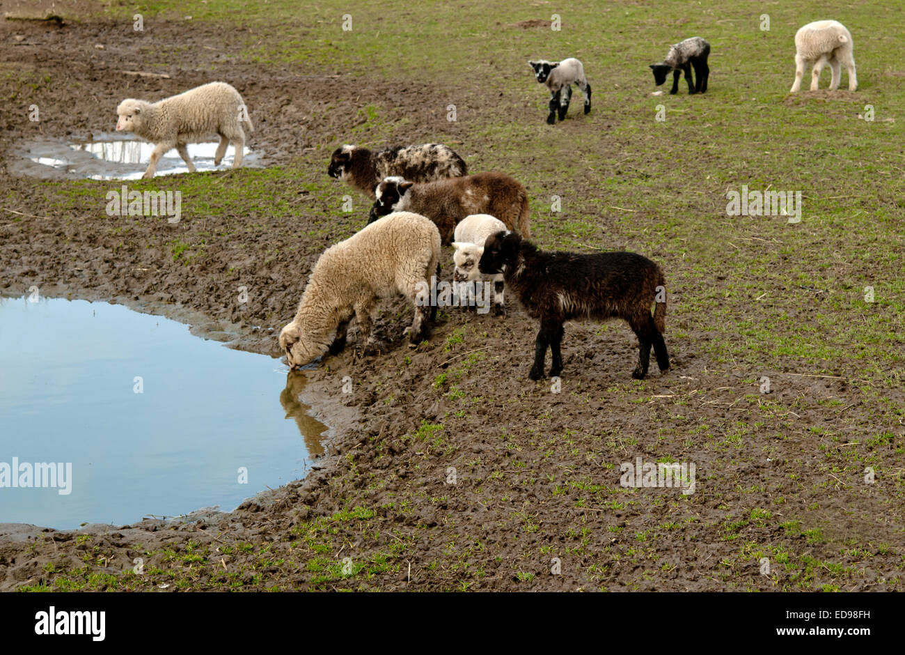 Gregge di pecore sul lago immagini e fotografie stock ad alta ...