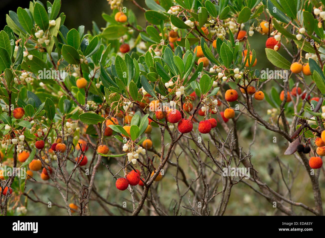 Corbezzolo (Arbutus unedo sia in fiore e frutto, l'autunno Foto stock ...