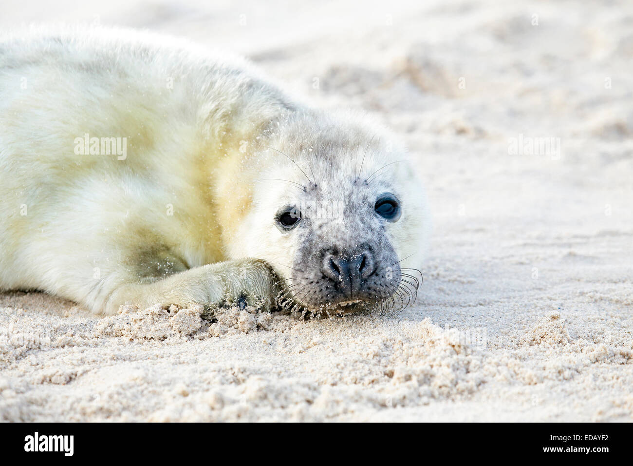 Spiaggia di foca grigia immagini e fotografie stock ad alta risoluzione ...