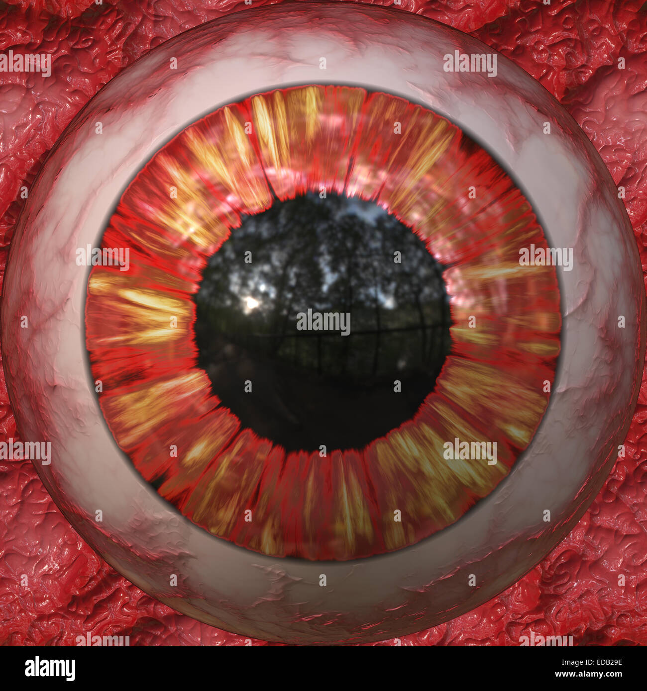 Vista del bulbo oculare immagini e fotografie stock ad alta risoluzione ...