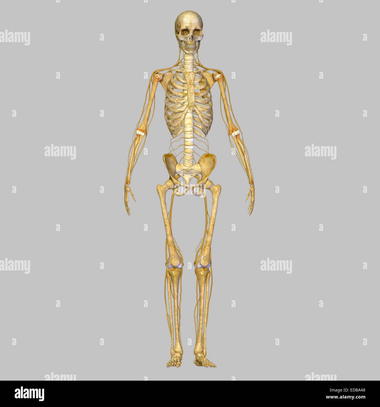 Sistema scheletrico di anatomia immagini e fotografie stock ad alta ...