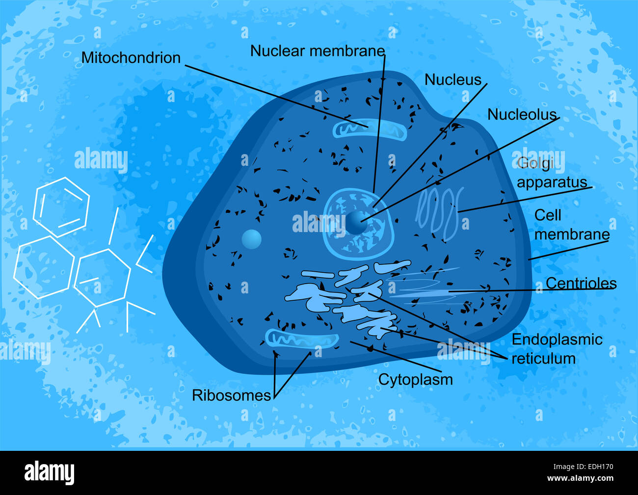 Cellula animale microscopio immagini e fotografie stock ad alta ...