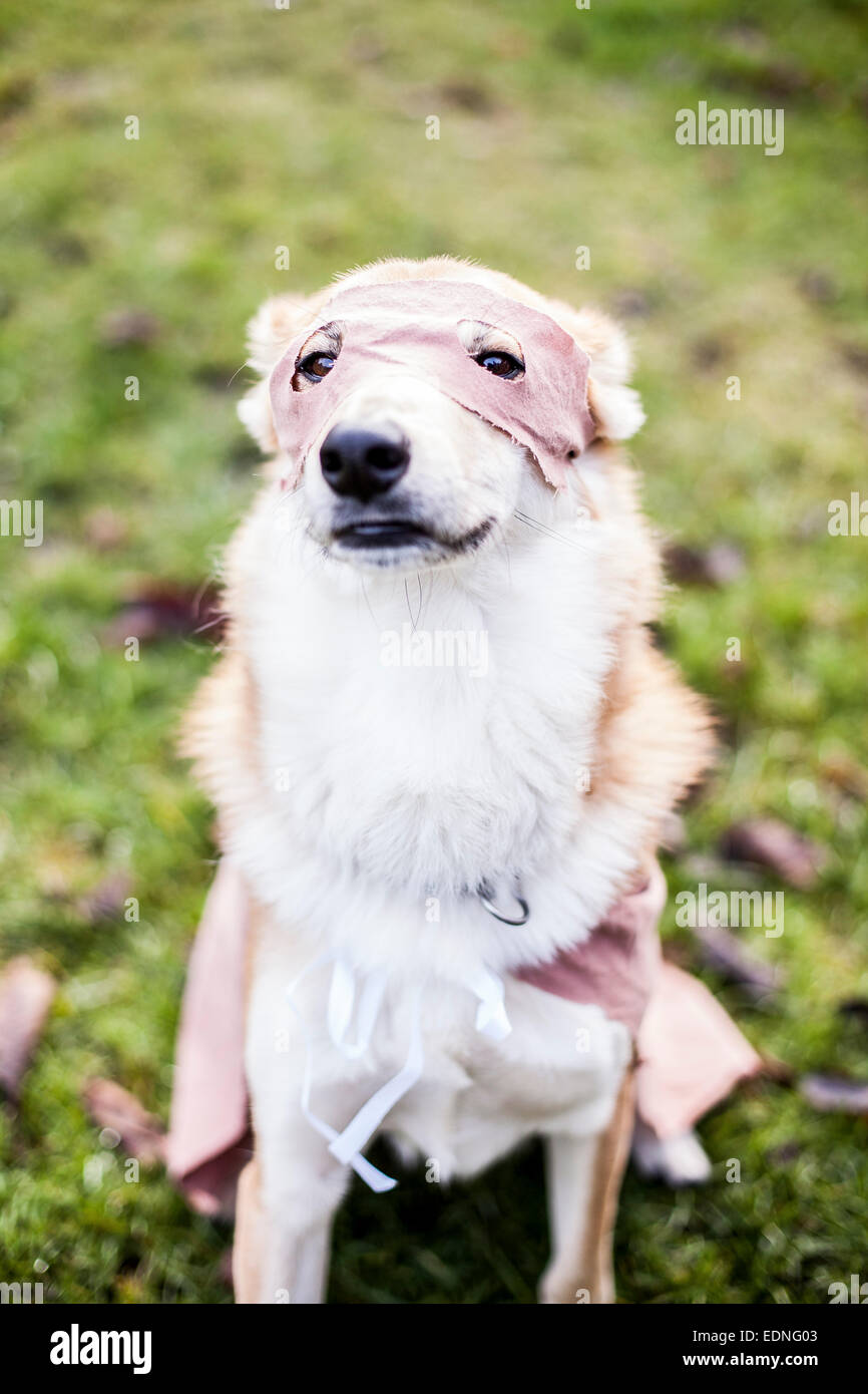 Cane da supereroe immagini e fotografie stock ad alta risoluzione - Alamy