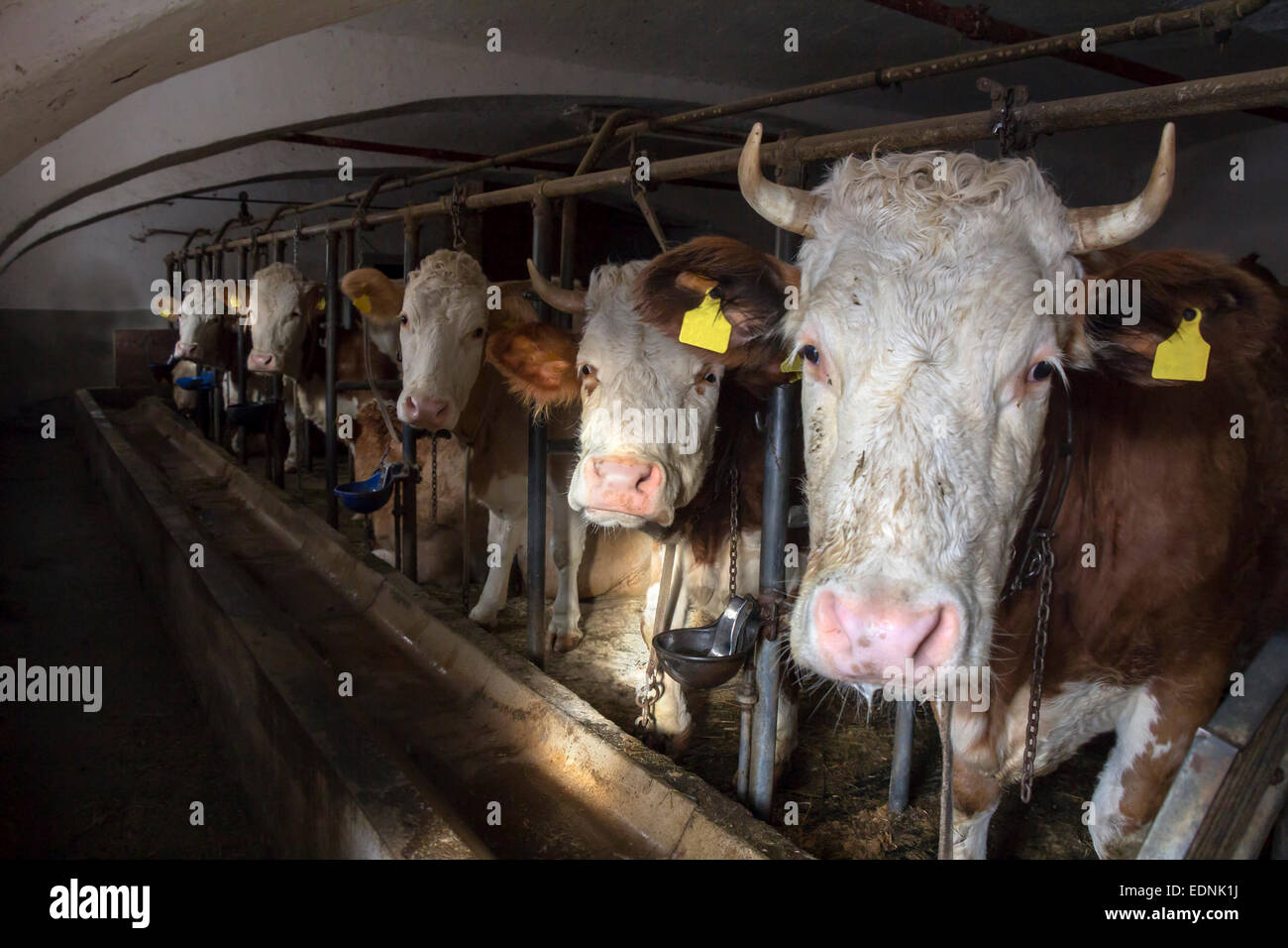 Milking cows immagini e fotografie stock ad alta risoluzione - Alamy