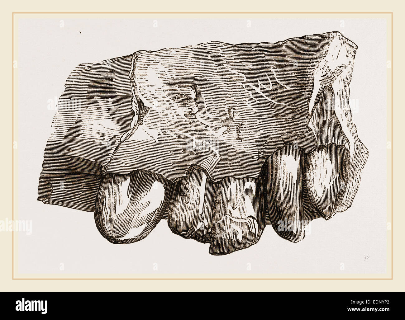 Denti fossili immagini e fotografie stock ad alta risoluzione - Alamy