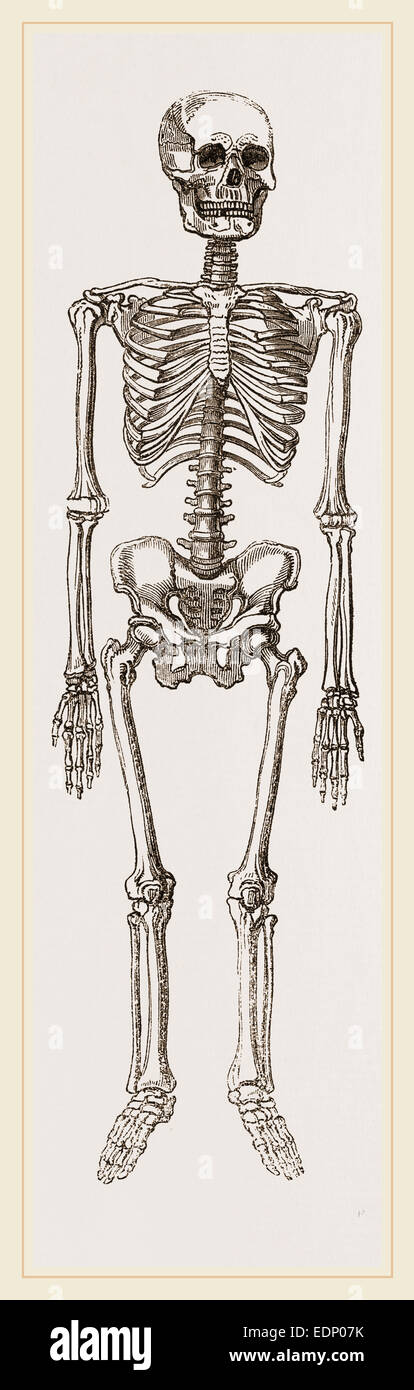 Scheletro di uomo immagini e fotografie stock ad alta risoluzione - Alamy