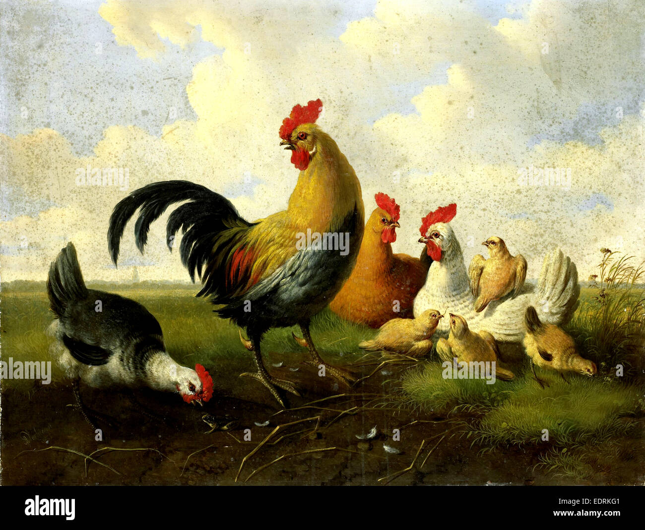 Un gallo con galline e pulcini immagini e fotografie stock ad alta ...